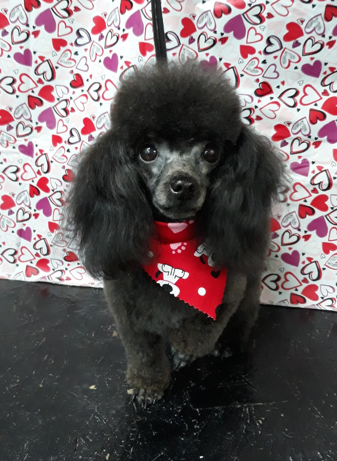 I Groom Dogs | Professional Dog Grooming